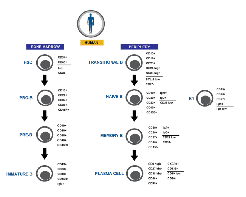 医学基础-免疫丨三种专职性APC的功能特点_一个apc可以呈递出一种还是多种抗原决定簇-CSDN博客