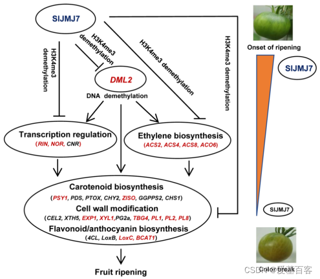 组蛋白ChIP-seq研究思路及应用案例分享-CSDN博客