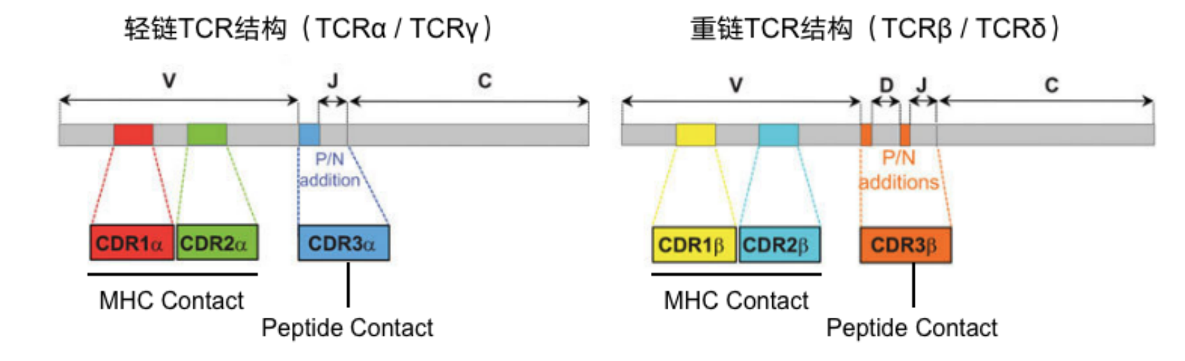 TCR-seq(T细胞受体测序)_tcr测序-CSDN博客