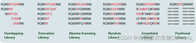 PEPTIDE LIBRARY 多肽文库构建和筛选_random peptide library-CSDN博客