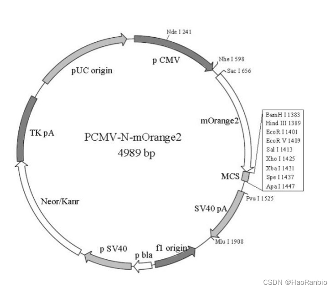 pCMV-N-mOrange2 (橙色荧光蛋白)-CSDN博客