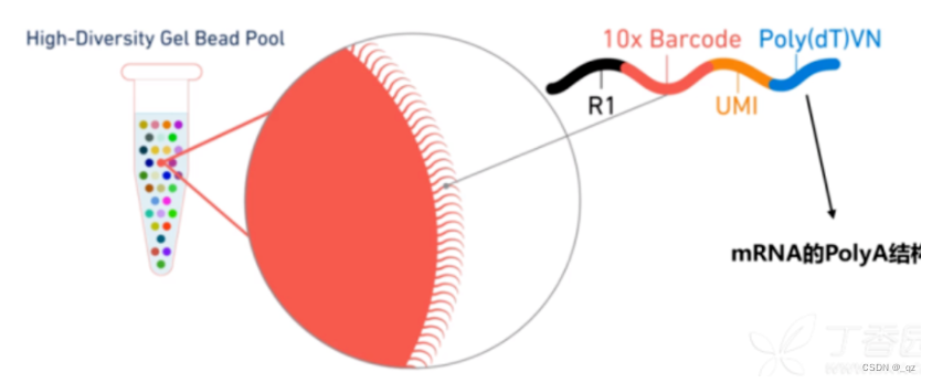 单细胞测序实践_将active.ident的值-CSDN博客