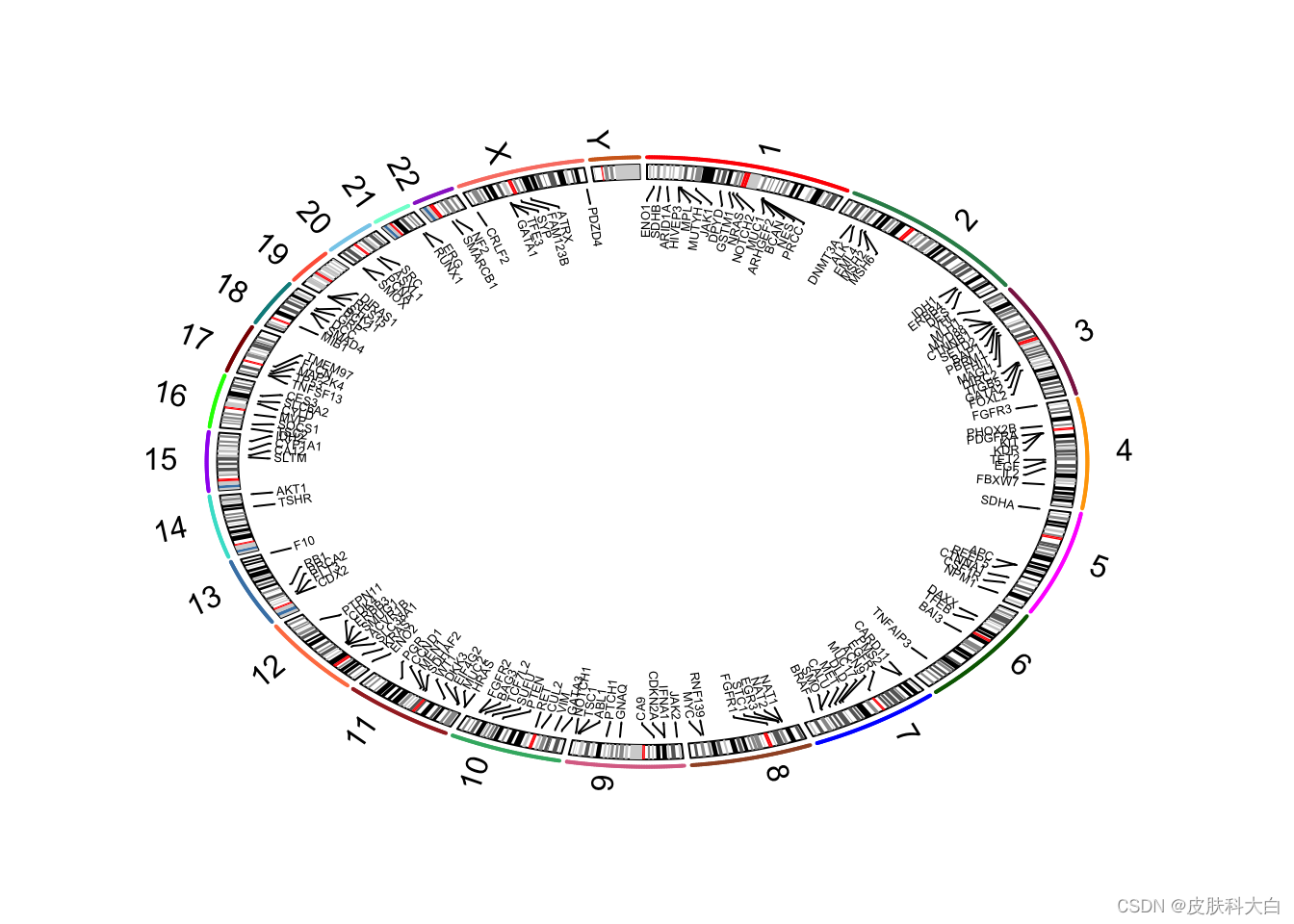 用RCircos包来画圈圈图-CSDN博客