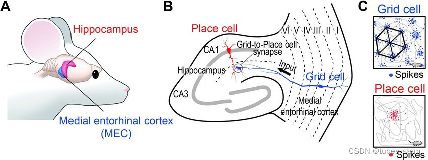 仿生学: 尺度和坐标轴_路径积分位置细胞-CSDN博客