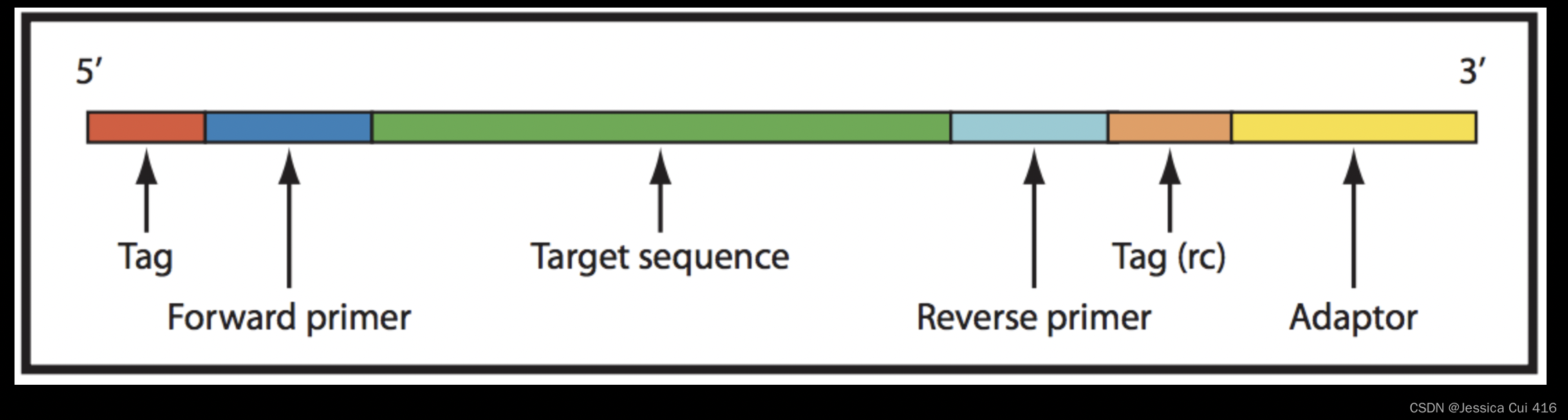 戈登链球菌基因敲除_cited from-CSDN博客