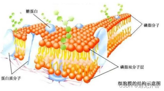 DSPC-PEG-DOX 二硬脂酰基磷脂酰胆碱-聚乙二醇-阿霉素 DSPC-TK-DOX_peg-dox什么药-CSDN博客