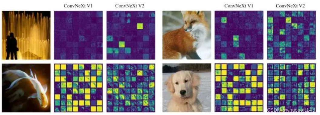 ConvNets_fcmae-CSDN博客