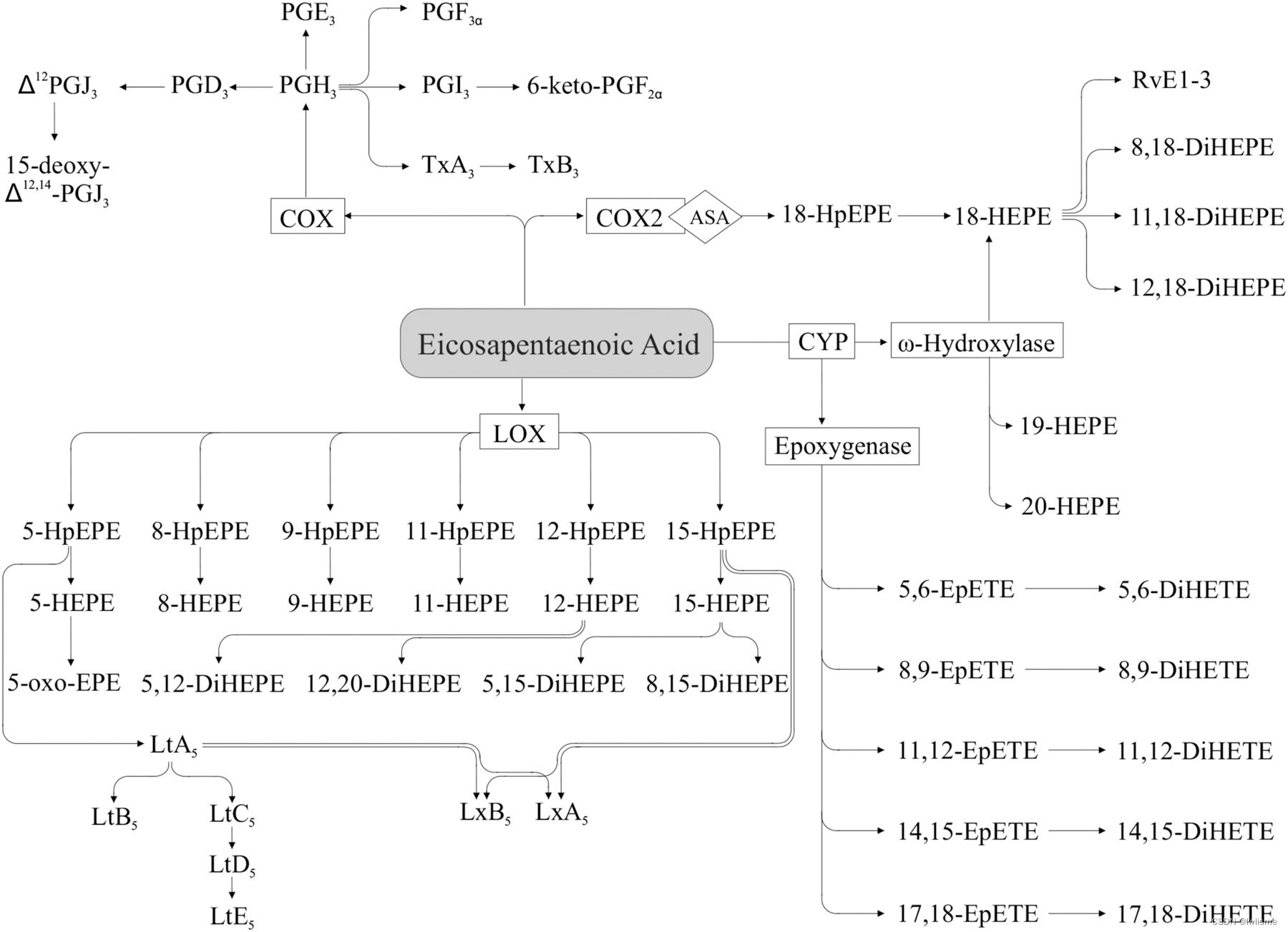 多不饱和脂肪酸氧化产物及相关氧化酶_dgla被cyp处理是什么产物-CSDN博客