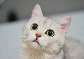 pytorch，特征图feature map的可视化_feature map可视化-CSDN博客