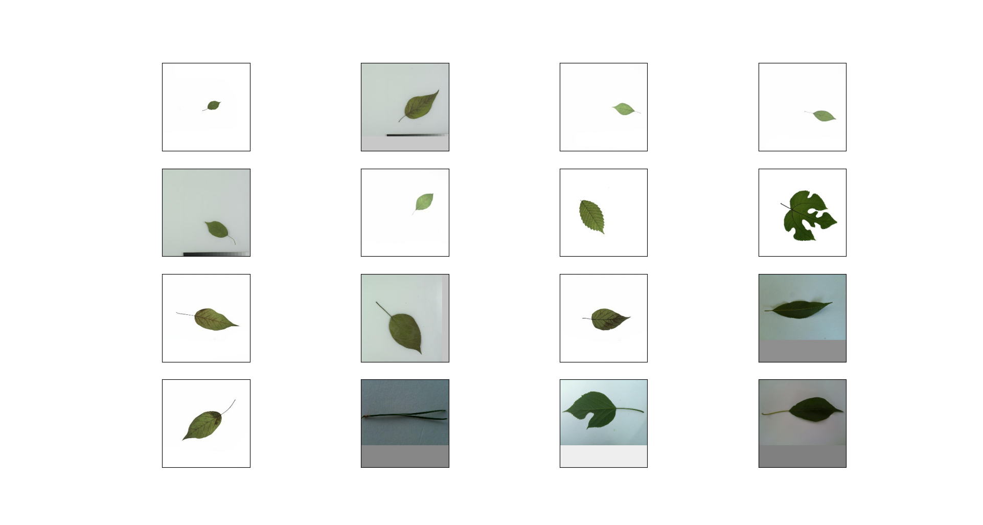 Kaggle树叶分类Leaves Classify总结_lcpdeb的博客-CSDN博客