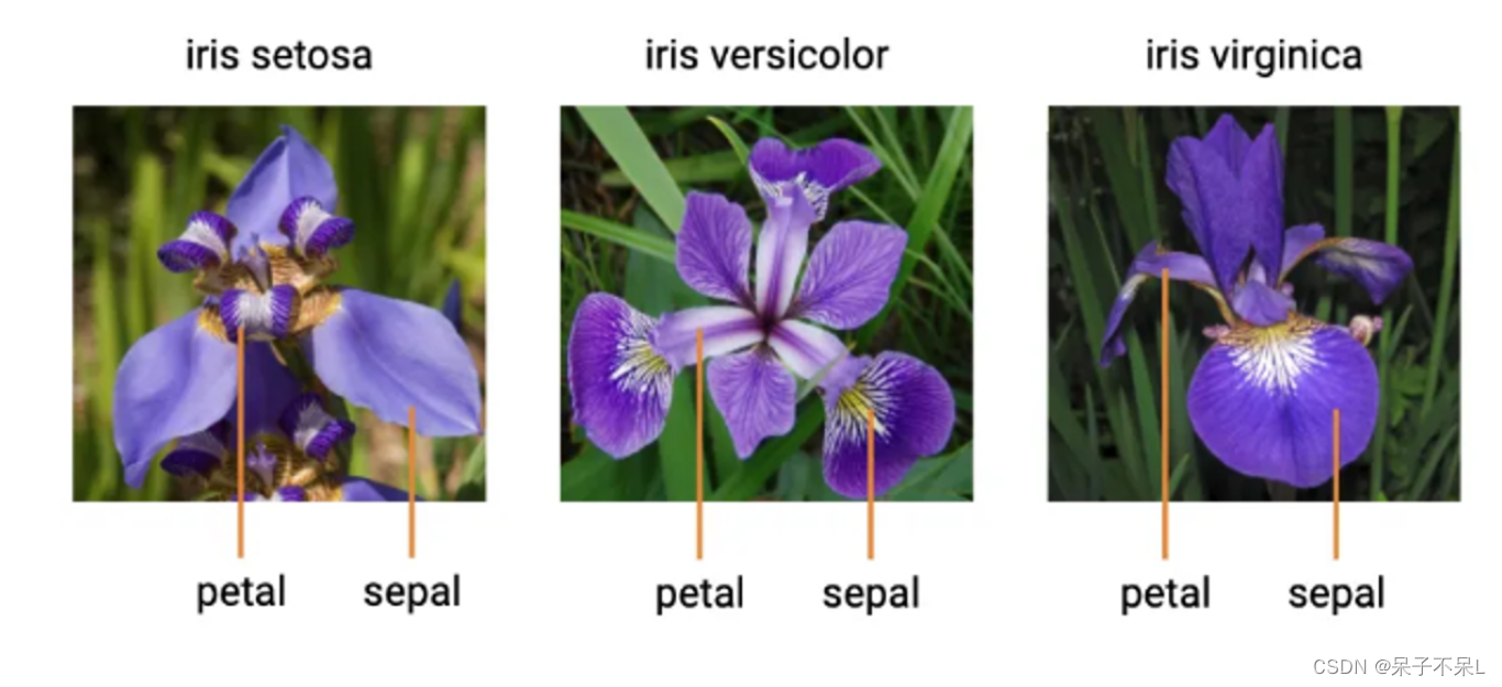 机器学习 —— K-近邻算法（KNN）_knn模型怎么保存-CSDN博客