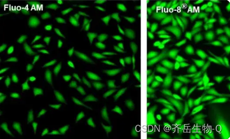红色 CMTPX、BODIPY R6G 羧酸、BDP R6G 羧酸_bodipy呈现红色-CSDN博客