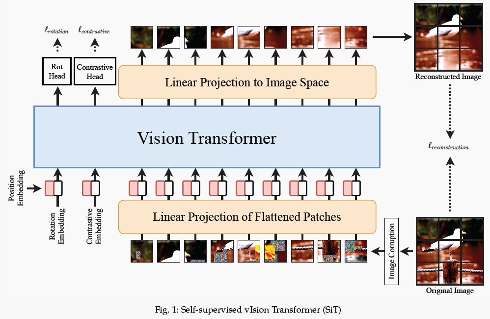 Transformer自监督学习(2021) - SiT: Self-supervised vIsion Transformer_transformer图像重构-CSDN博客