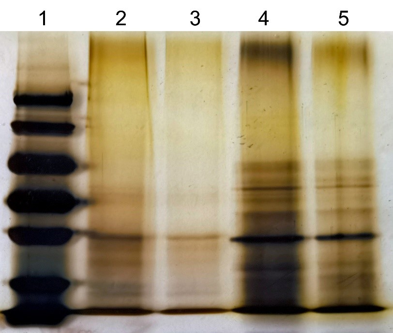 筛选鉴定与已经基因启动子相互作用的DNA结合蛋白-DNA Pull Down实验原理，技术流程_pull down结果图怎么看-CSDN博客