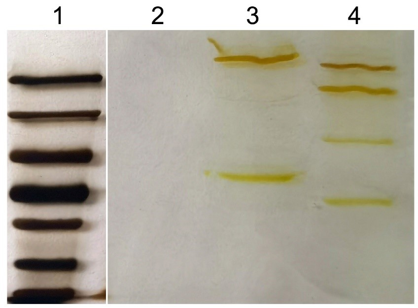 筛选鉴定与已经基因启动子相互作用的DNA结合蛋白-DNA Pull Down实验原理，技术流程_pull down结果图怎么看-CSDN博客