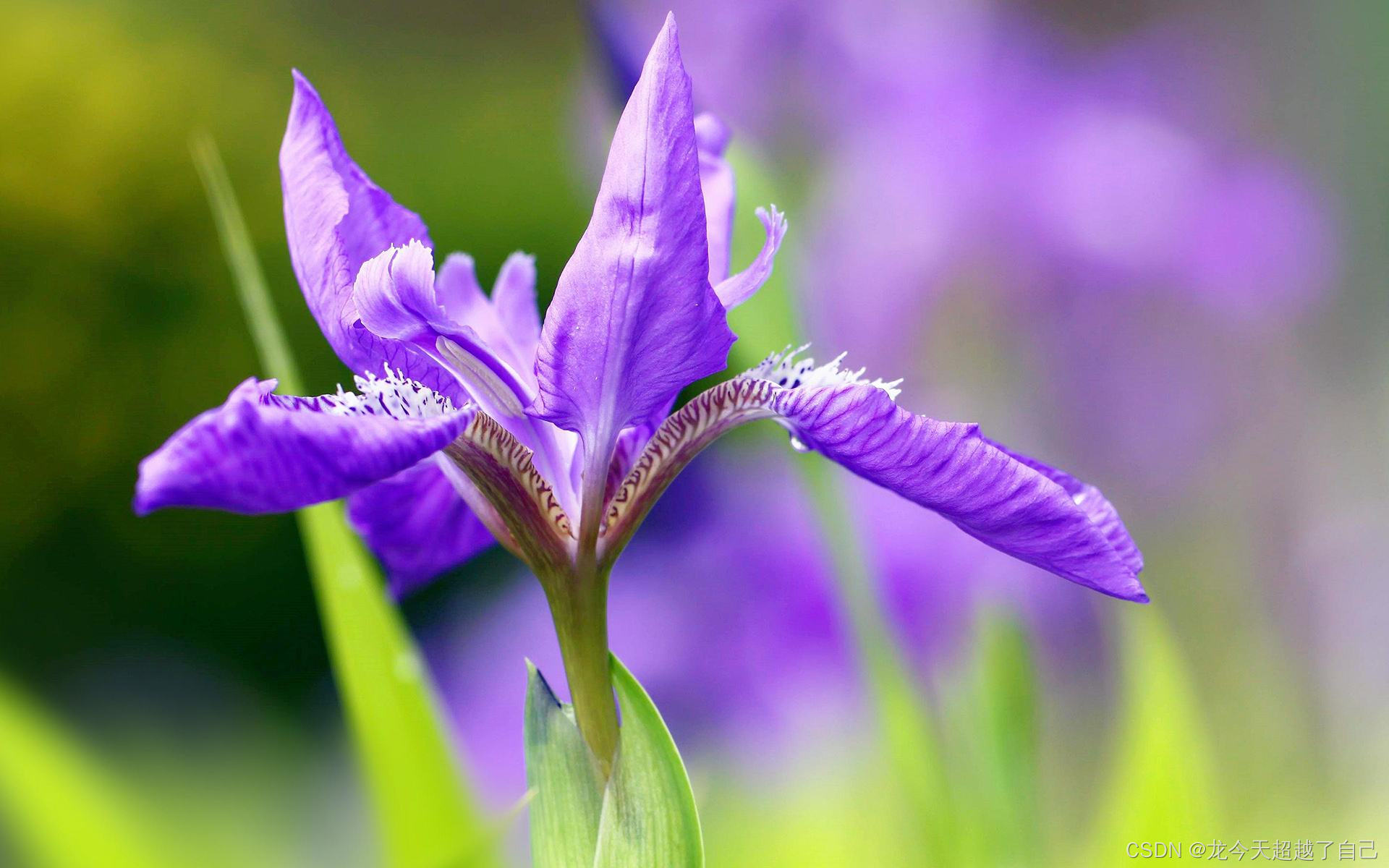 机器学习-SVM-SMO与SGD求解(附鸢尾花数据集实战，含代码）_svm sgd-CSDN博客