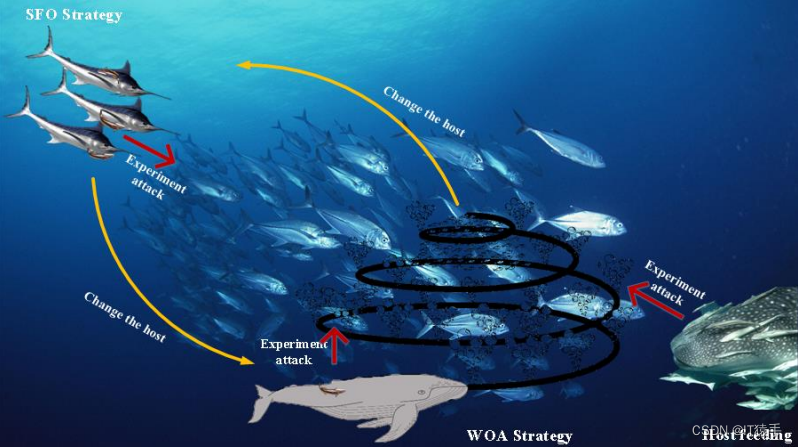 多目标优化算法:多目标鮣鱼优化算法moroa(提供matlab代码)多目标鲸鱼优化算法在dtlz系列函数的igd Hv数值 Csdn博客