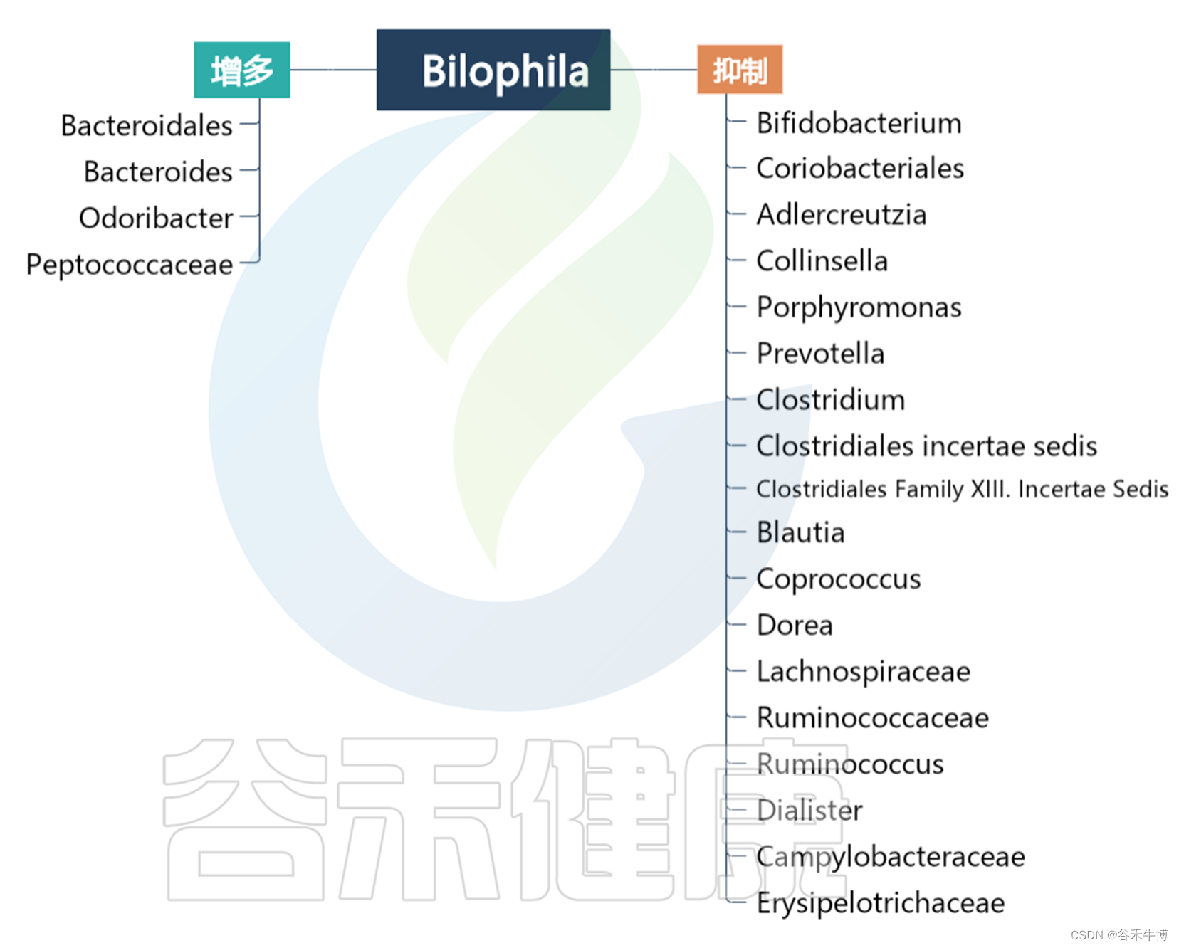 肠道重要菌属——嗜胆菌属 （Bilophila）喜欢脂肪、耐胆汁的促炎菌_turicibacter-CSDN博客