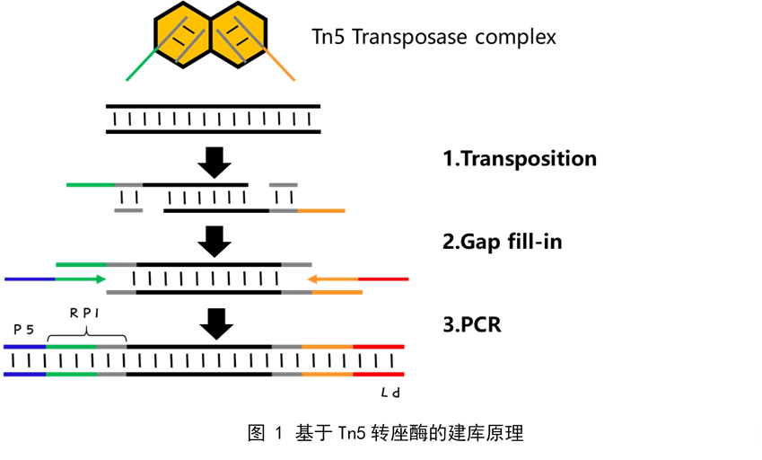 实验记录 | scATAC-seq数据的比对（一）_atac-seq测序数据q30-CSDN博客