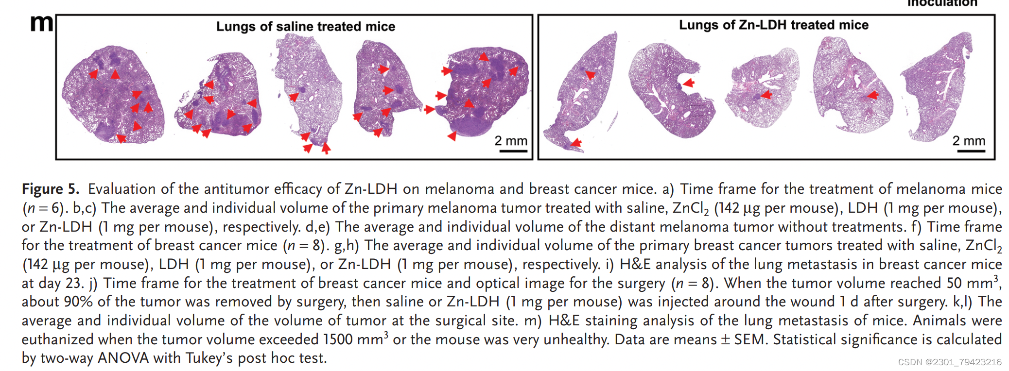 3 LDH表征（动物实验1）_ldh调节肿瘤微环境-CSDN博客