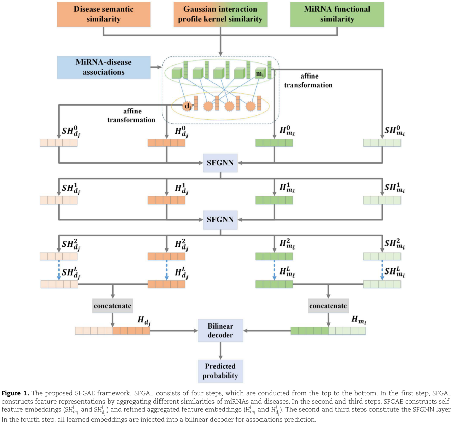 SFGAE：一种用于miRNA与疾病关联预测的基于自特征的图自动编码器模型（Briefings in Bioinformatics ...