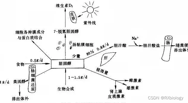 MPEG2K-CHEMS,聚乙二醇单甲醚-胆固醇半琥珀酸酯_mpeg-pcl调节膜流动性-CSDN博客