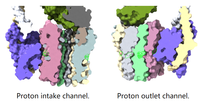 ChimeraX cryoEM 可视化教程：细菌ATP合酶_chimera x 展示侧链信息-CSDN博客
