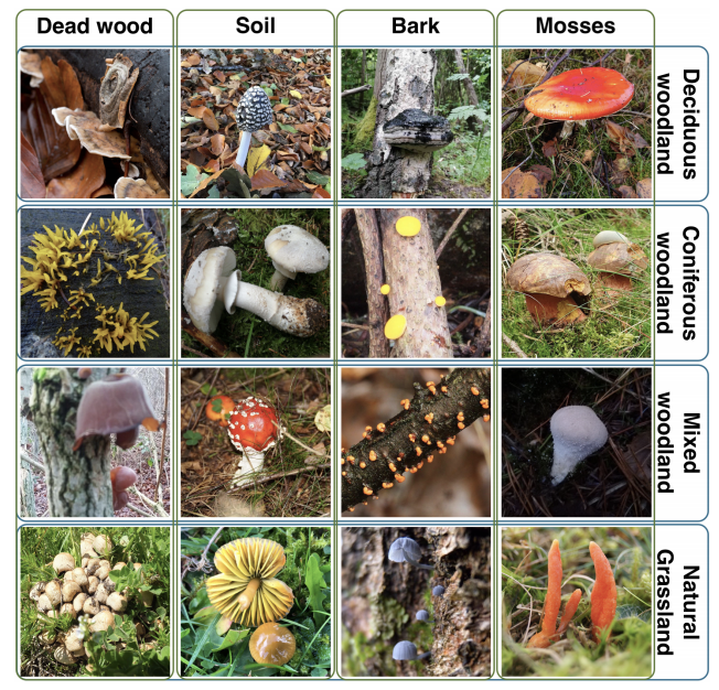 【计算机视觉 | 图像分类】图像分类常用数据集及其介绍（十）_图片数据集-CSDN博客