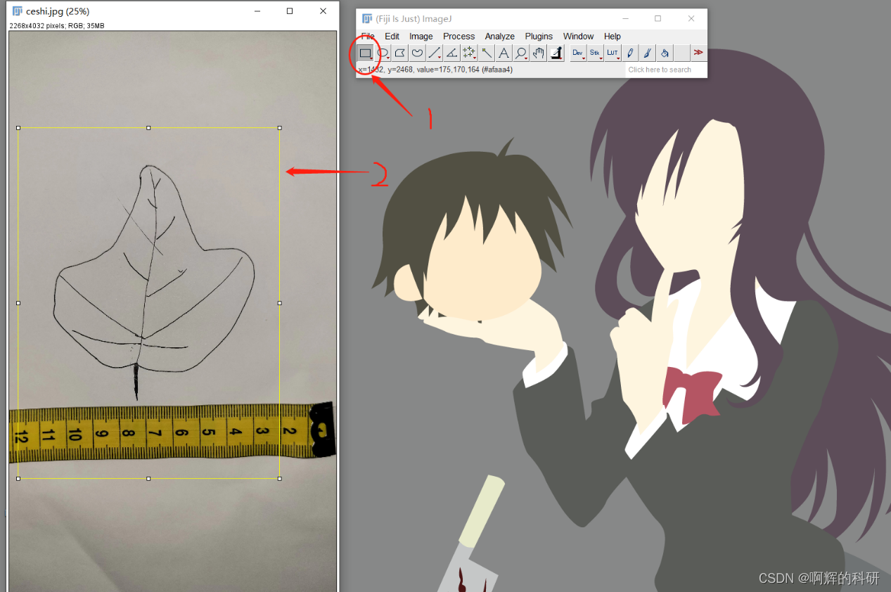 ImageJ软件测量叶片或其它样品面积_imagej测叶面积-CSDN博客
