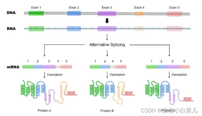 生信各基础名词解释_translated region (utr)-CSDN博客