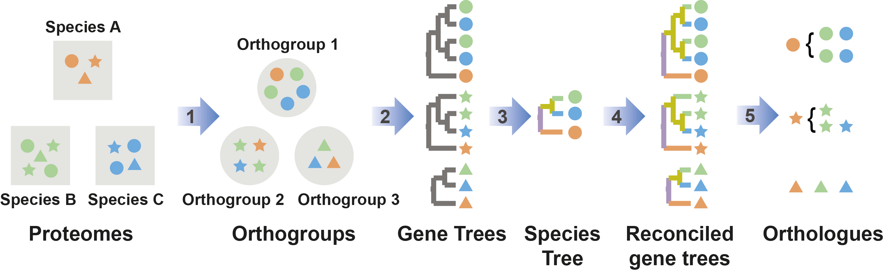 OrthoFinder 进行直系同源基因分析教程_获得直系同源基因得-CSDN博客