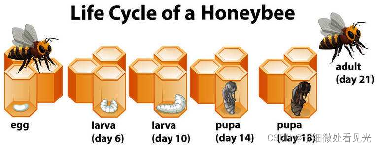 Changes in honey bee populations_honey bees immigrate diversity-CSDN博客