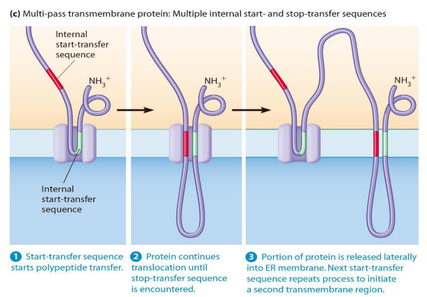细胞生物学-6-蛋白质分选与膜泡运输_srp细胞生物学__玻璃晴朗_的博客-CSDN博客