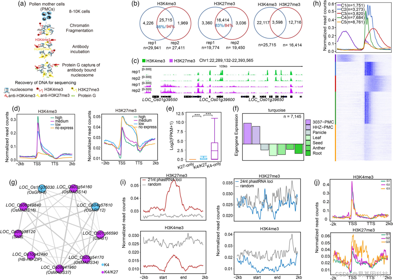 易基因｜PBJ文章：微量ChIP-seq揭示水稻减数分裂细胞的组蛋白修饰基因转录调控-CSDN博客