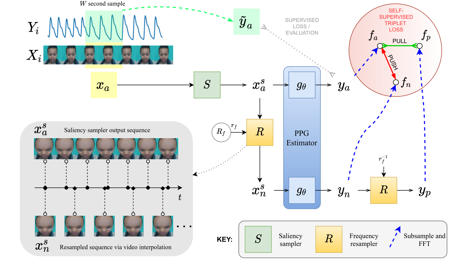 The Way to my Heart is through Contrastive Learning:Remote PPG from ...