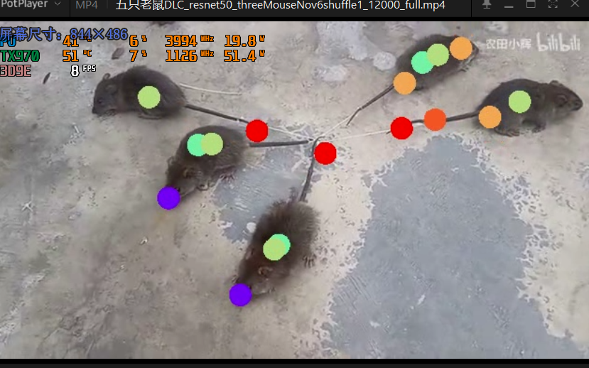 Deeplabcut----（4）用训练好的模型标注新视频_视频传播模型 标视频注-CSDN博客