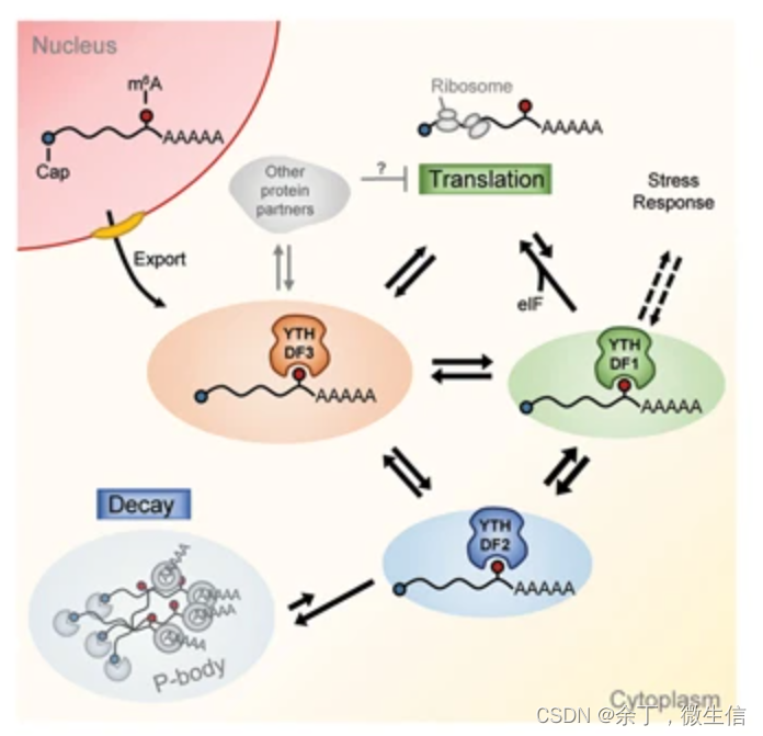 RNA m6A修饰问题汇总（第二期）_m6a rna稳定性-CSDN博客