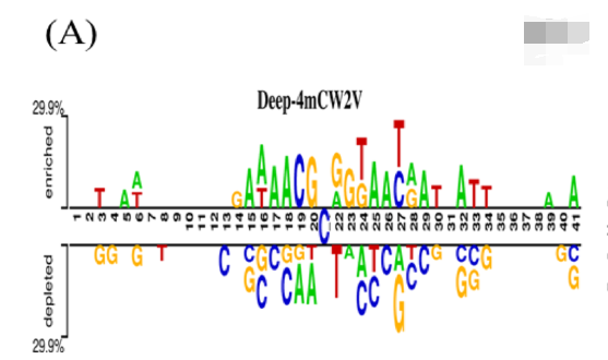 论文解读：《Deep-4mcw2v: 基于序列的预测器用于识别大肠桿菌中的 N4- 甲基胞嘧啶（4mC）位点》_阳性序列和阴性序列之间的核苷酸 ...