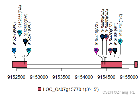 geneHapR做基因单倍型分析-CSDN博客