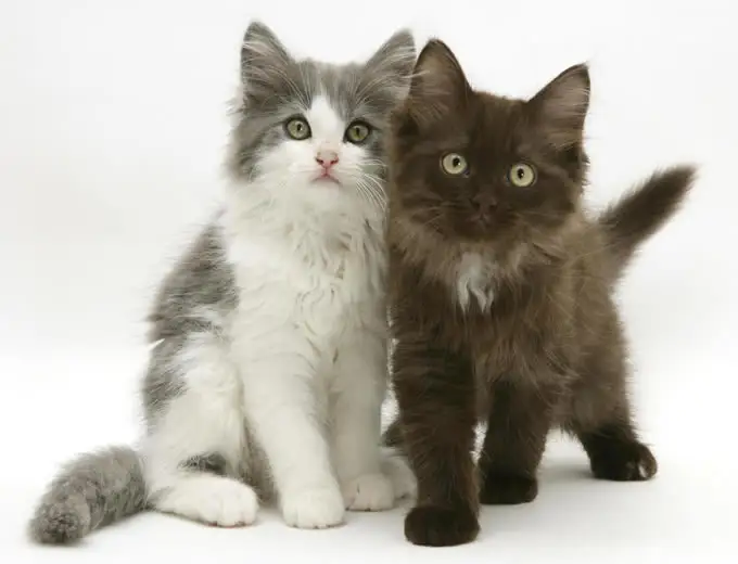 DDS、openDDS和fast DDS介绍_opendds fastdds-CSDN博客