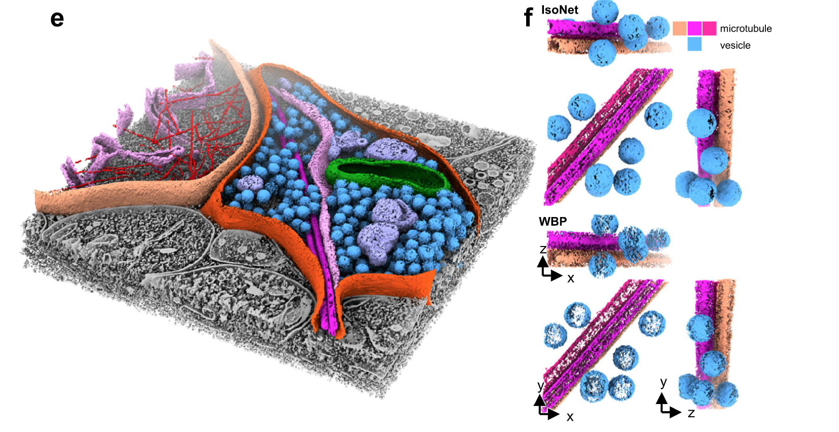 【论文阅读|cryoET】Isotropic reconstruction for electrontomography with deep learning (解决缺失楔问题&降噪）_ctf ...