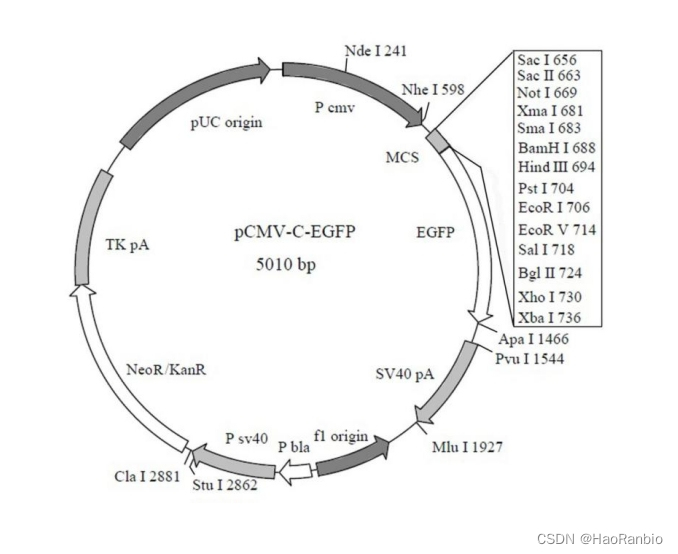 pCMV-C-EGFP (绿色荧光蛋白)_egfp荧光蛋白的酶连检测-CSDN博客