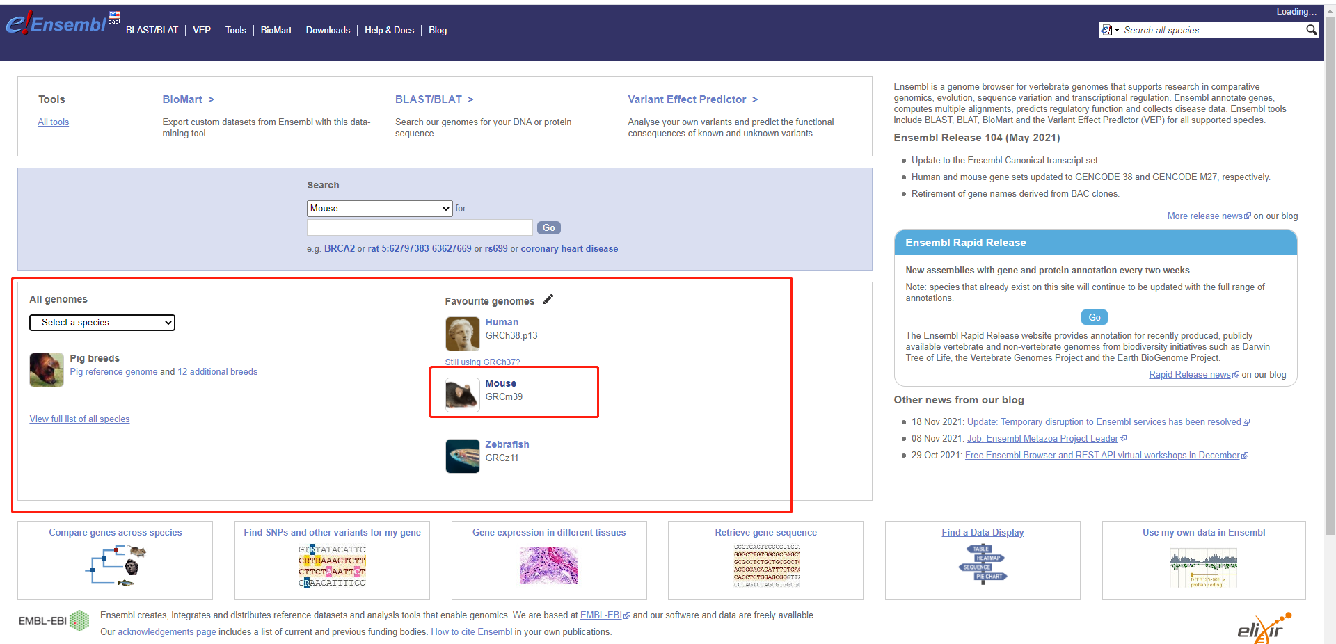 Ensemble查看基因的外显子信息，并根据染色体位点判断是第几号外显子_ensembl怎么看几个外显子-CSDN博客