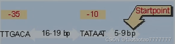 【中科院】分子生物学-朱玉贤第四版-笔记-第5-6讲 转录_穷追模型-CSDN博客