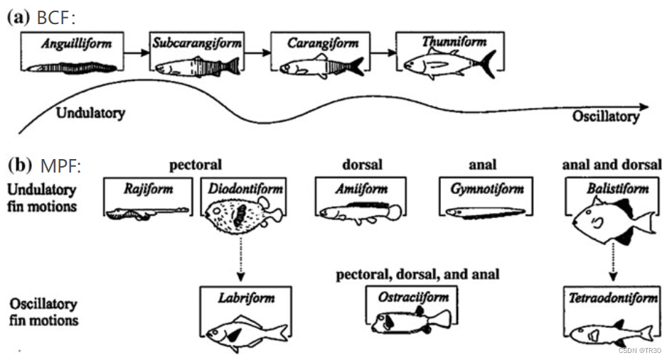 Robot fish: bio-inspired fishlike underwater robots 阅读笔记 1_wire driven ...