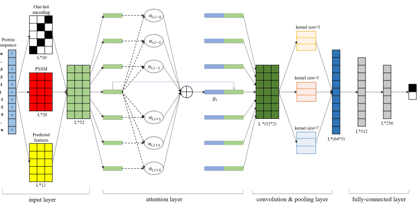 论文解读：Attention-based convolutional neural networks for protein-protein interaction site ...