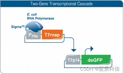 体外（无细胞）蛋白表达系统，蛋白表达的新模式 试剂盒_体外蛋白表达试剂盒 百度文库-CSDN博客