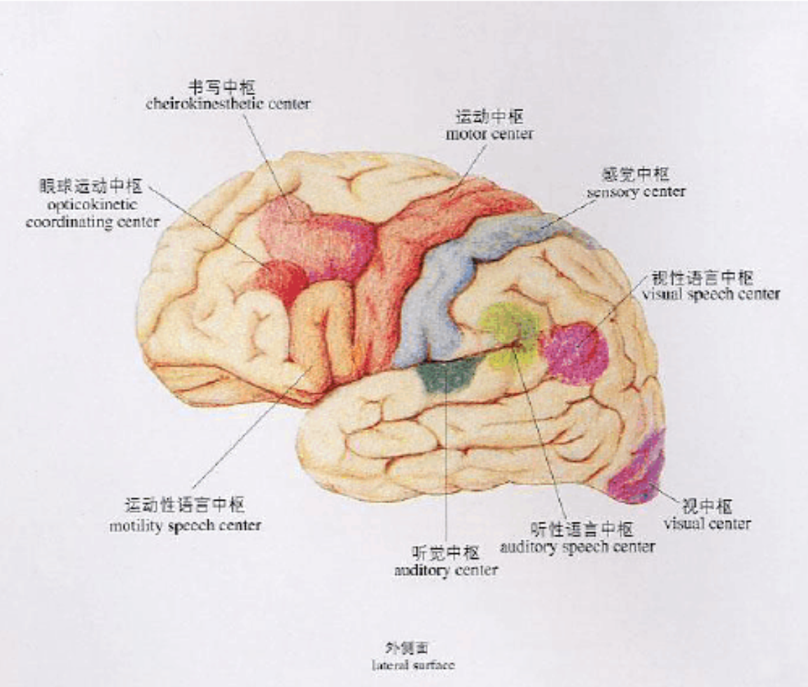 AAL模板及脑区功能介绍-CSDN博客