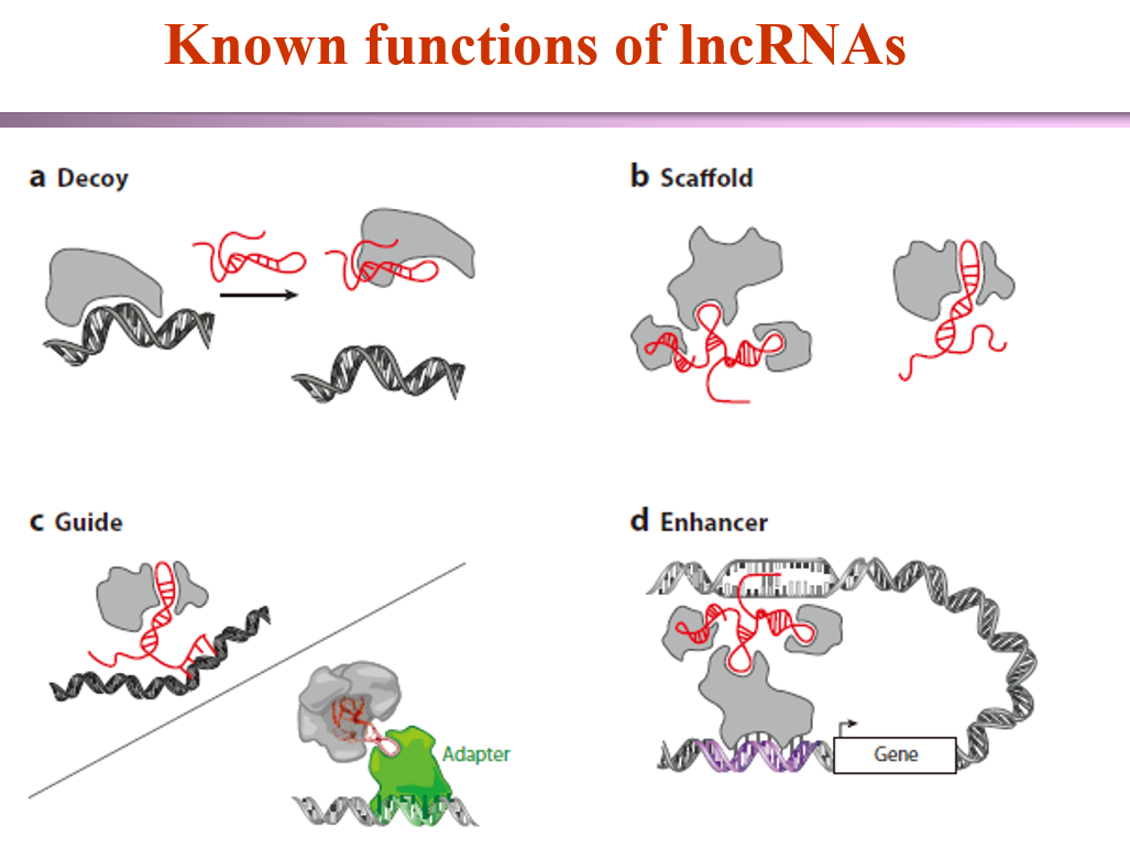 【non-coding RNA】 非编码RNA有哪些？-CSDN博客