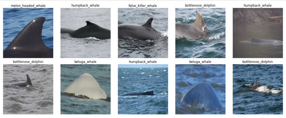 [pytorch] Kaggle大型图像数据集 数据分析+可视化_kangle数据集-CSDN博客